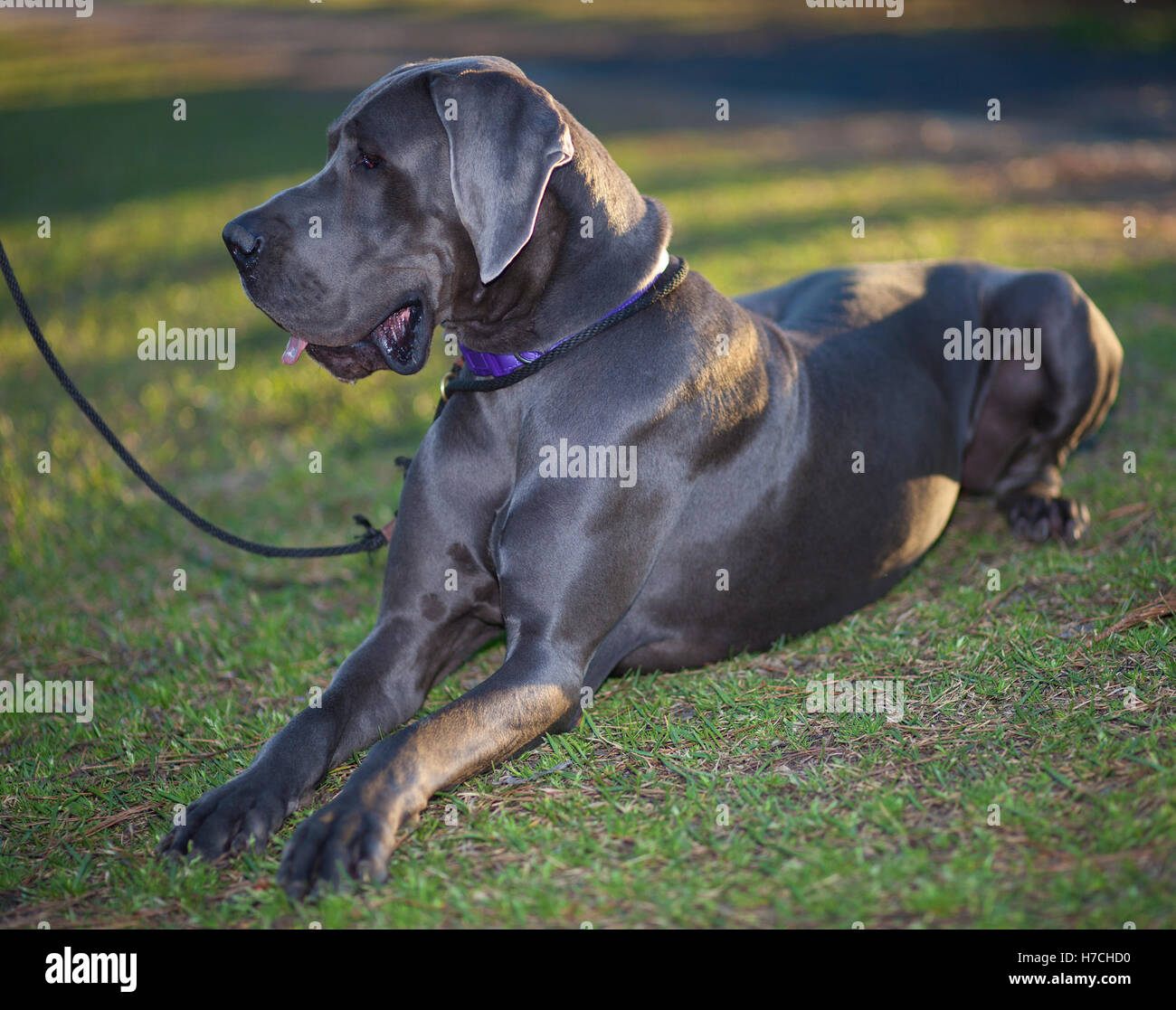 Great dane legs hi-res stock photography and images - Alamy