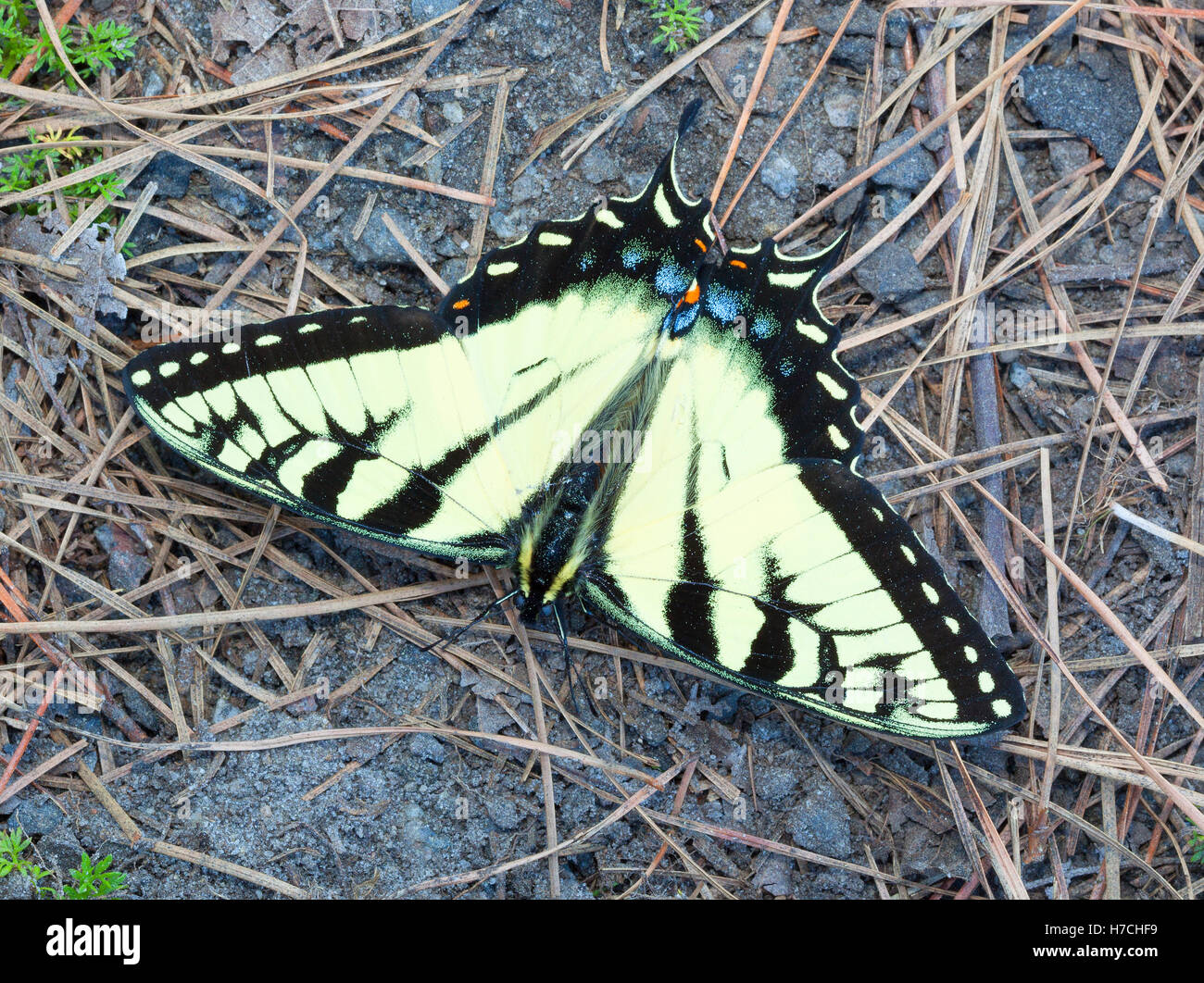 Grey winged butterfly hi-res stock photography and images - Alamy