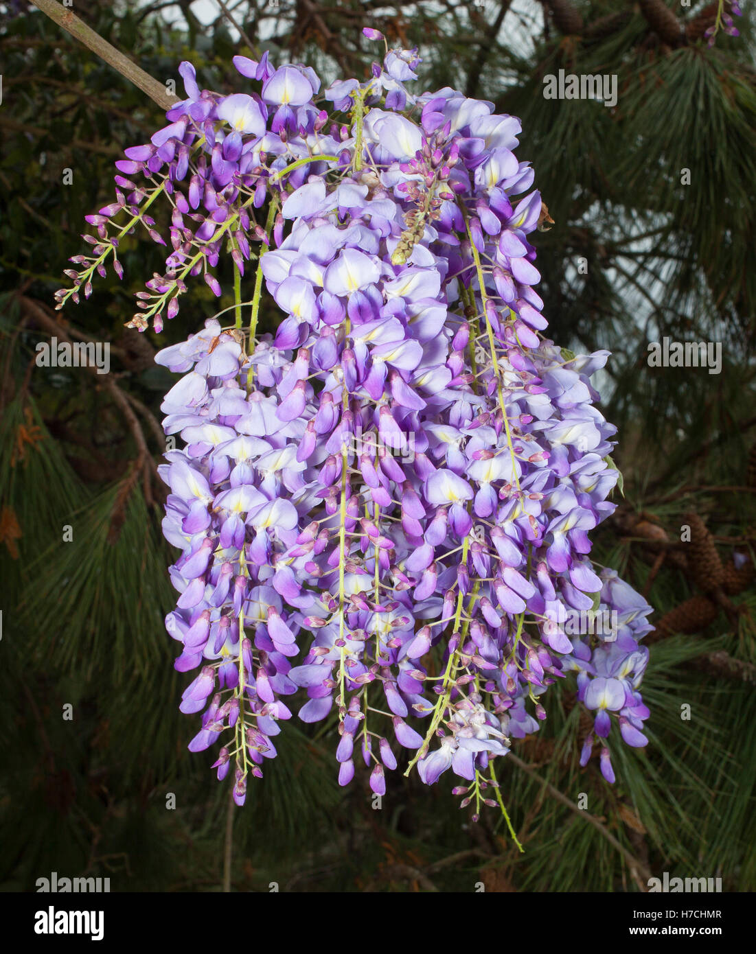 Big group of wisteria in bloom with a pine tree in back Stock Photo - Alamy