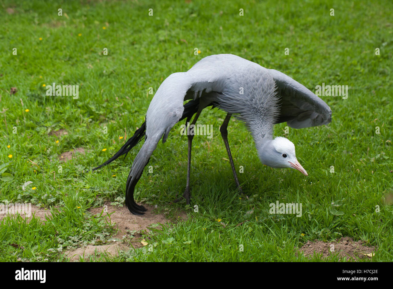 Blue, Paradise or Stanley Crane (Anthropoides paradisea). Broken wing ...