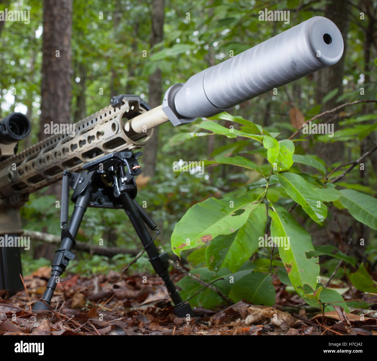 Suppressor on a modern sporting rifle that is in the trees Stock Photo ...