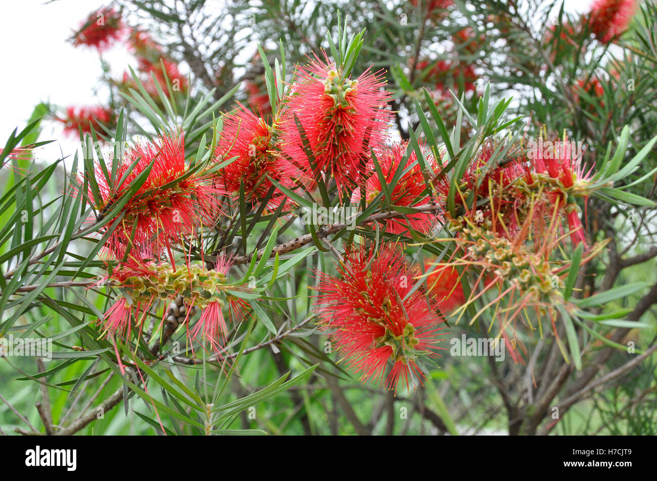 Callistemon Lanceolatus