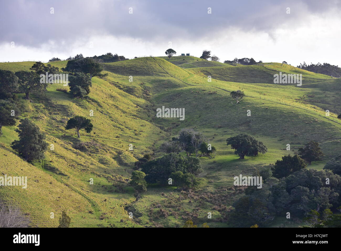Countryside typical to North Island, New Zealand Stock Photo - Alamy
