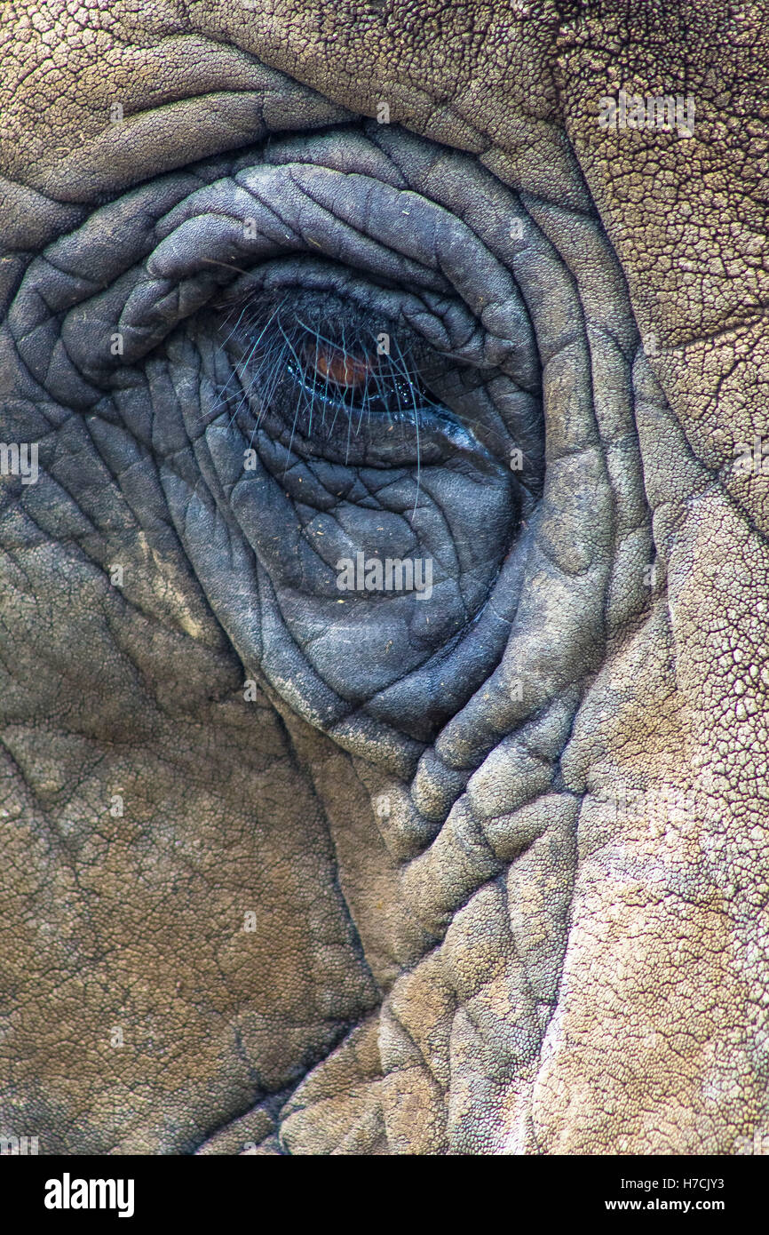 Elephant eye hi-res stock photography and images - Alamy