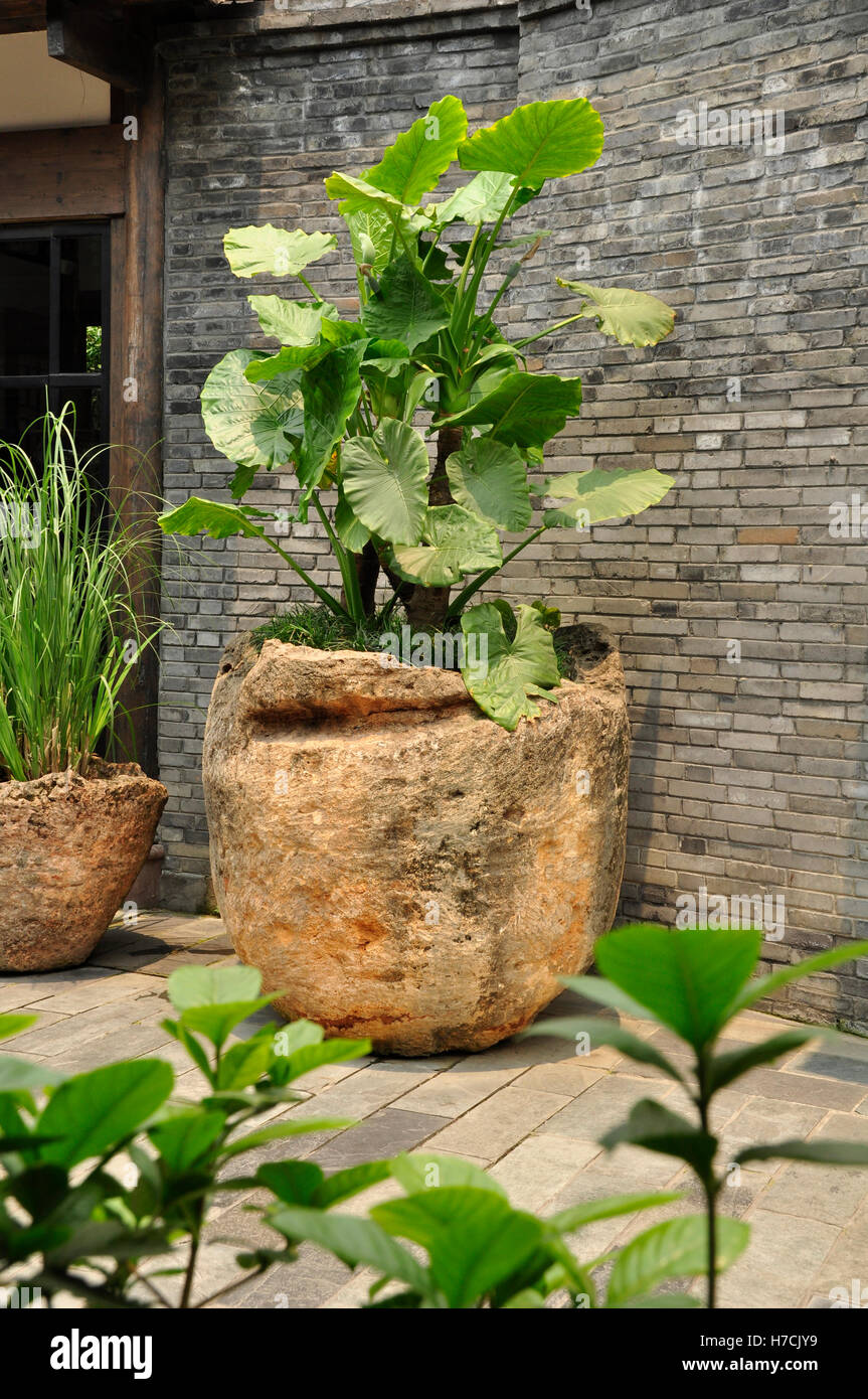 Elephant ear plant (Colocasia Stock Photo - Alamy