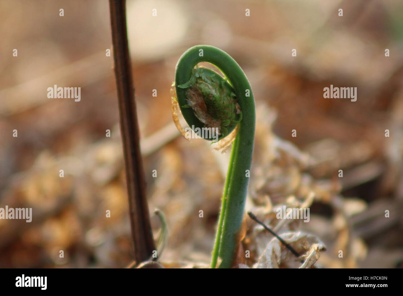 Spring fern hi-res stock photography and images - Alamy