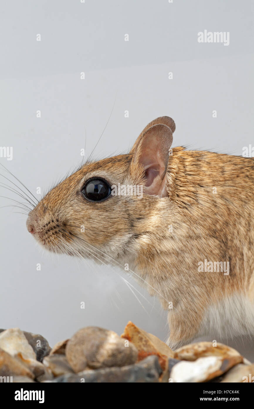 Jird desert hi-res stock photography and images - Alamy