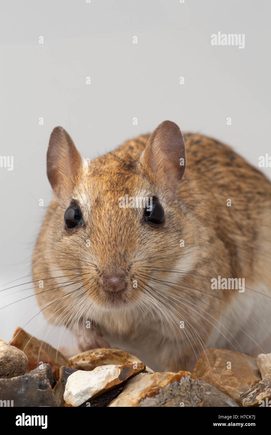 Jird Desert High Resolution Stock Photography and Images - Alamy