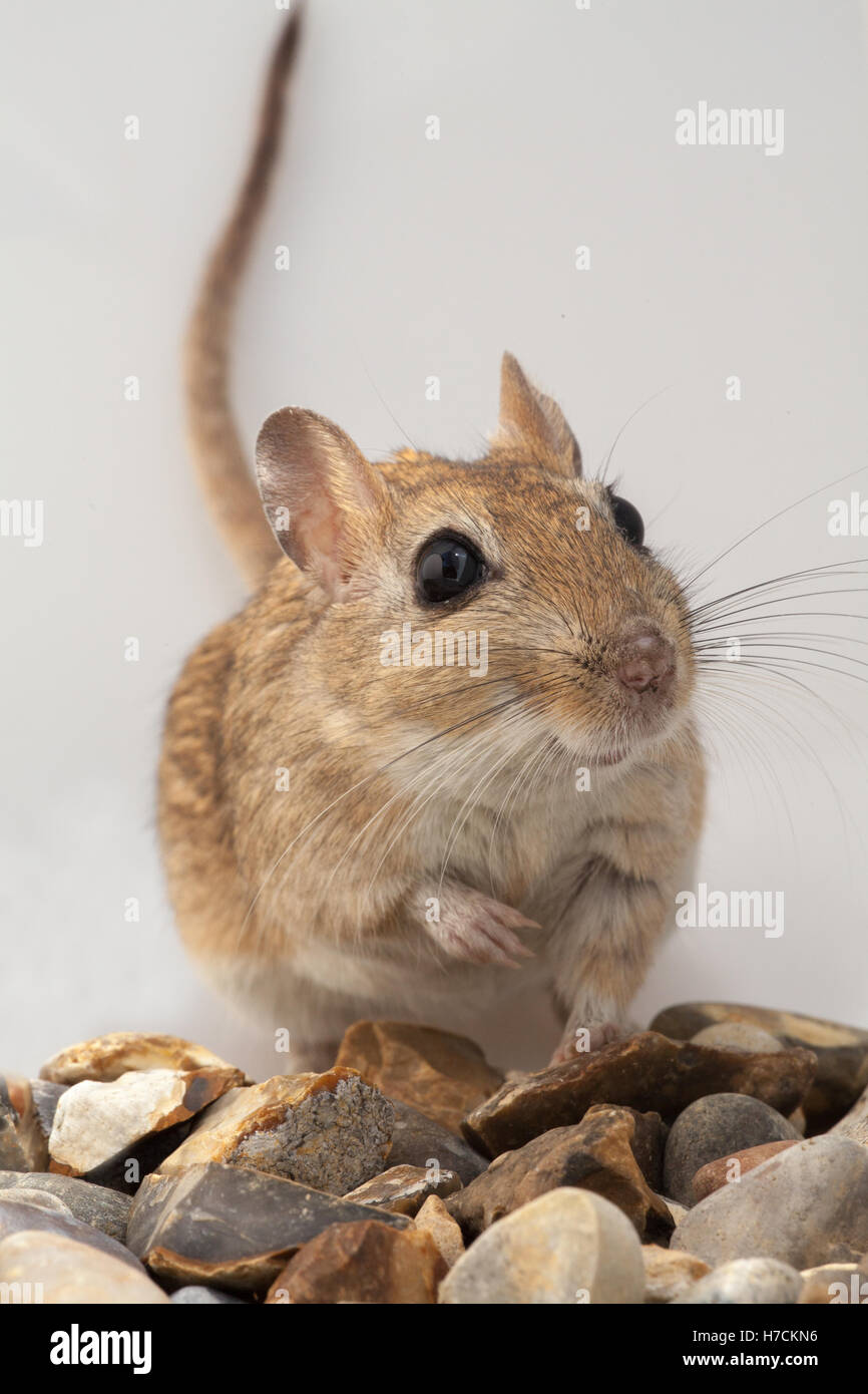 Shaw's Jird (Merinos shawl). Living in grasslands of North Africa Stock ...