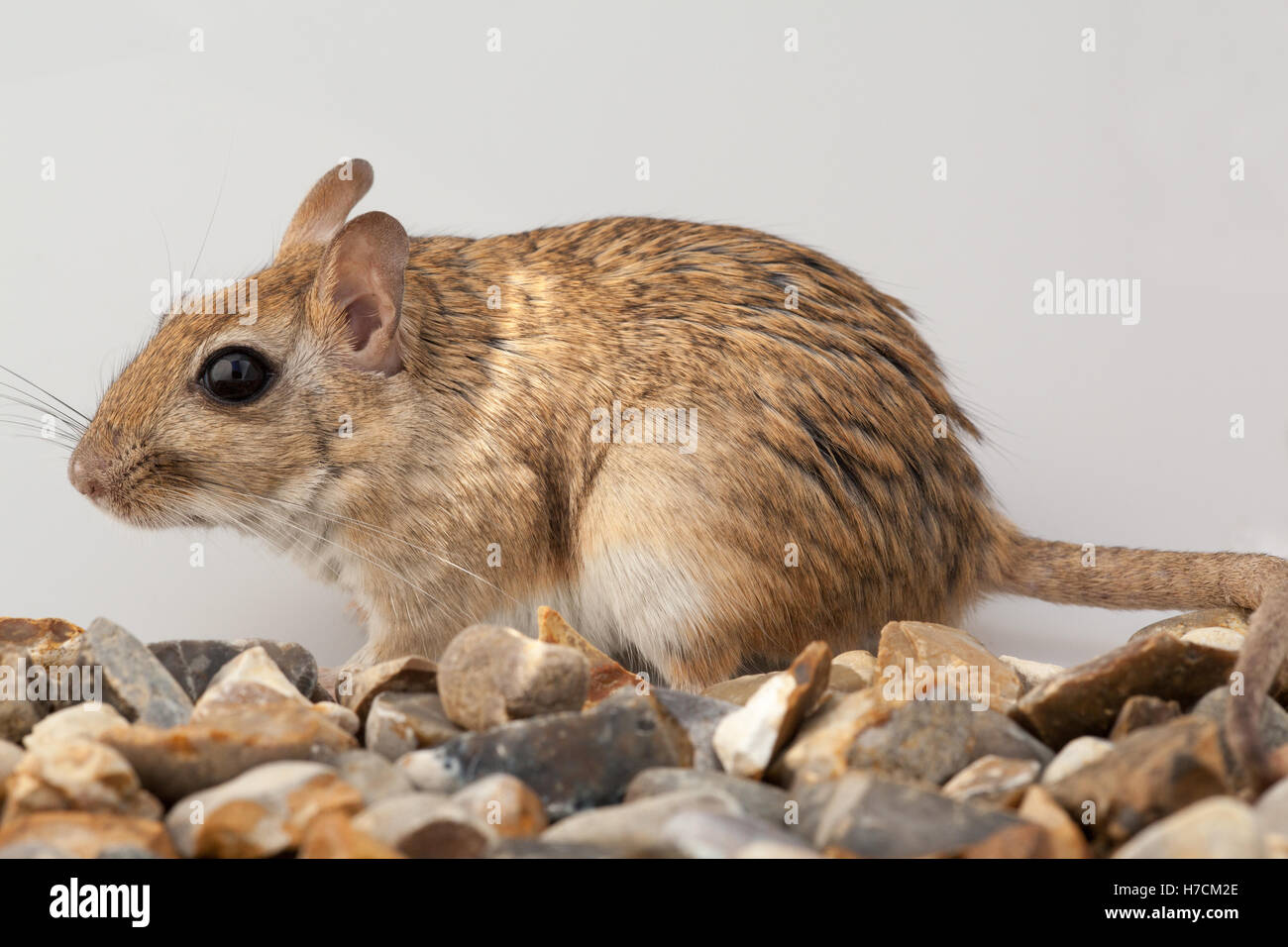 Shaw’s Jird (Meriones shawi Stock Photo - Alamy