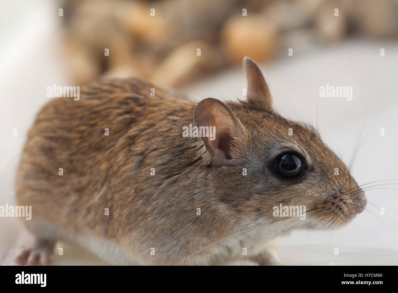Shaw’s Jird (Meriones shawi Stock Photo - Alamy