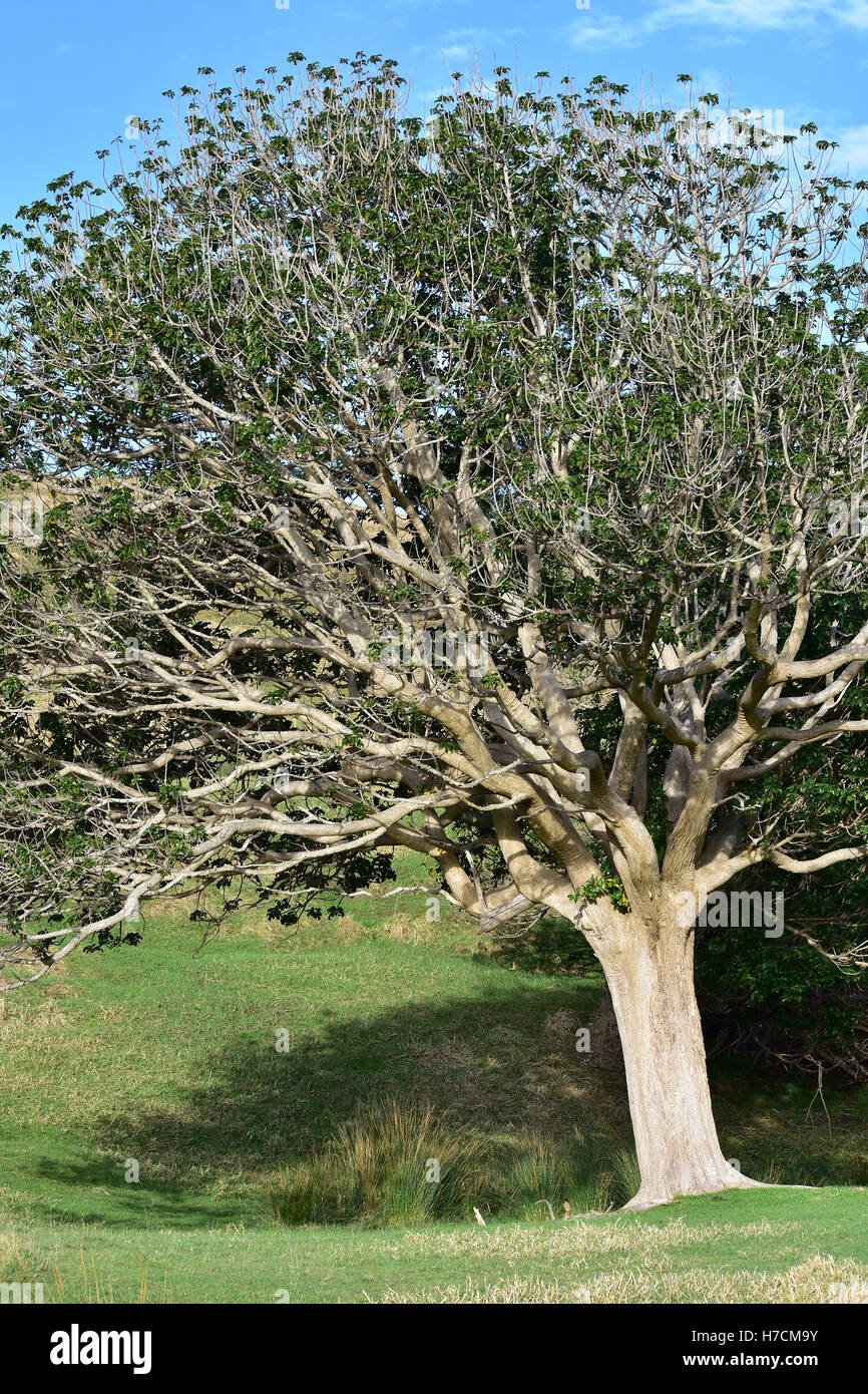 Native New Zealand tree with slightly curly dense branches and smooth ...