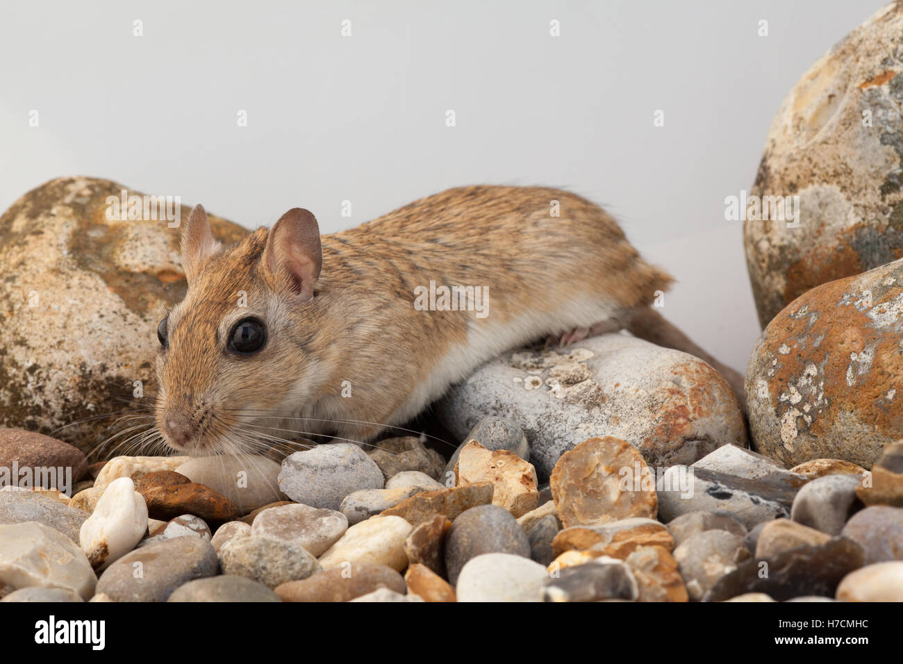 Shaw's jird hi-res stock photography and images - Alamy