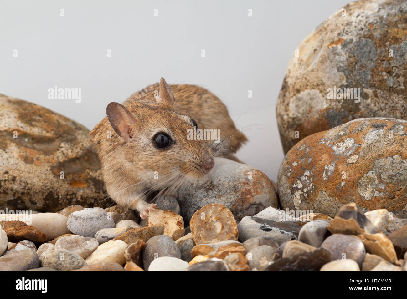 Shaws Jird High Resolution Stock Photography and Images - Alamy