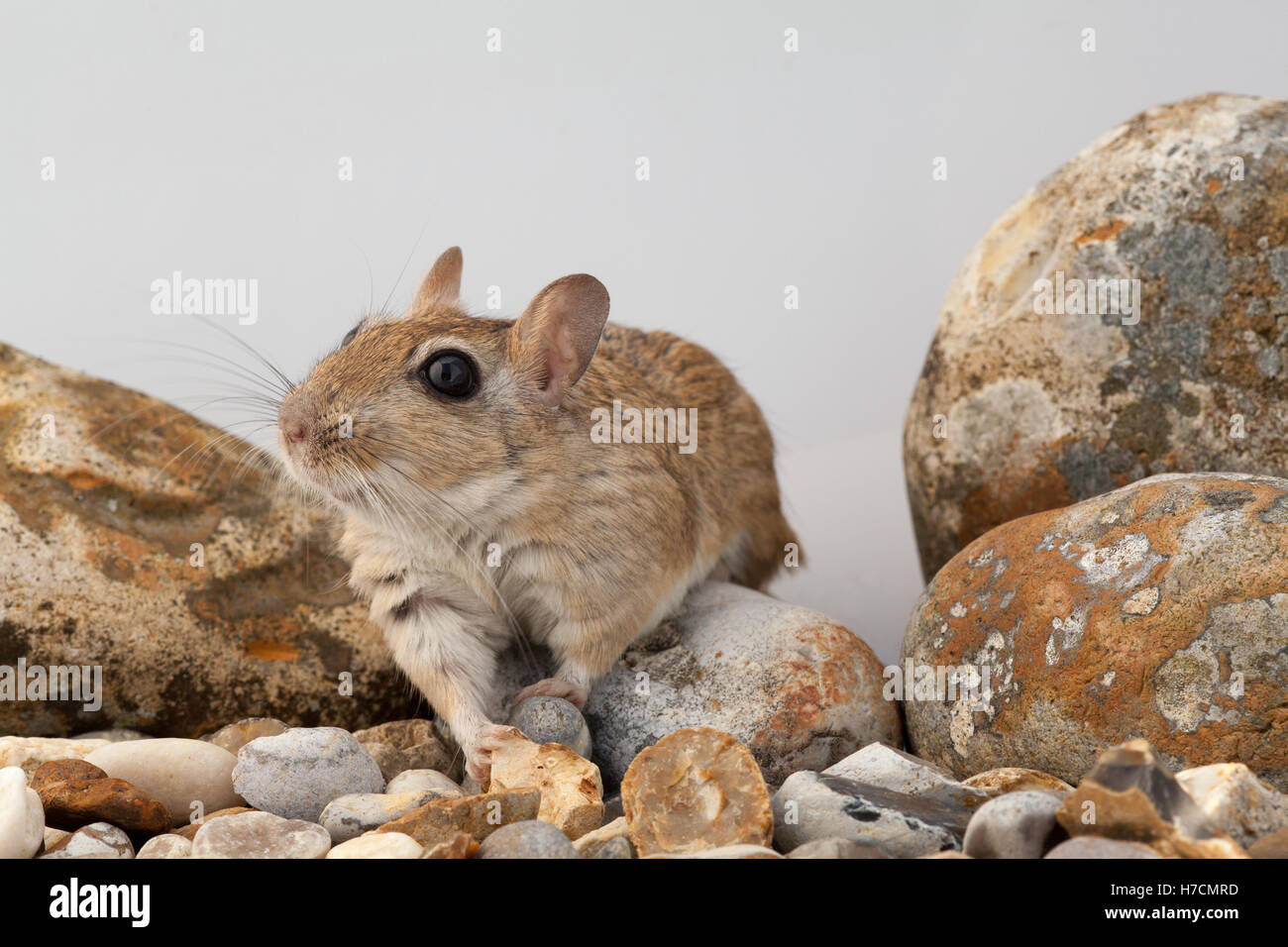 Shaws jird hi-res stock photography and images - Alamy