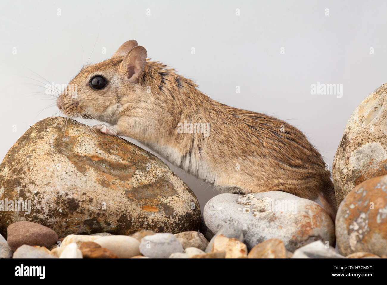 Meriones rodent hi-res stock photography and images - Alamy