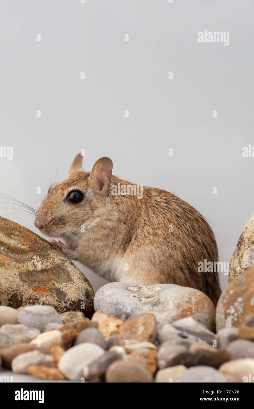 Shaw's Jird (Merinos shawl). Living in grasslands of North Africa Stock ...