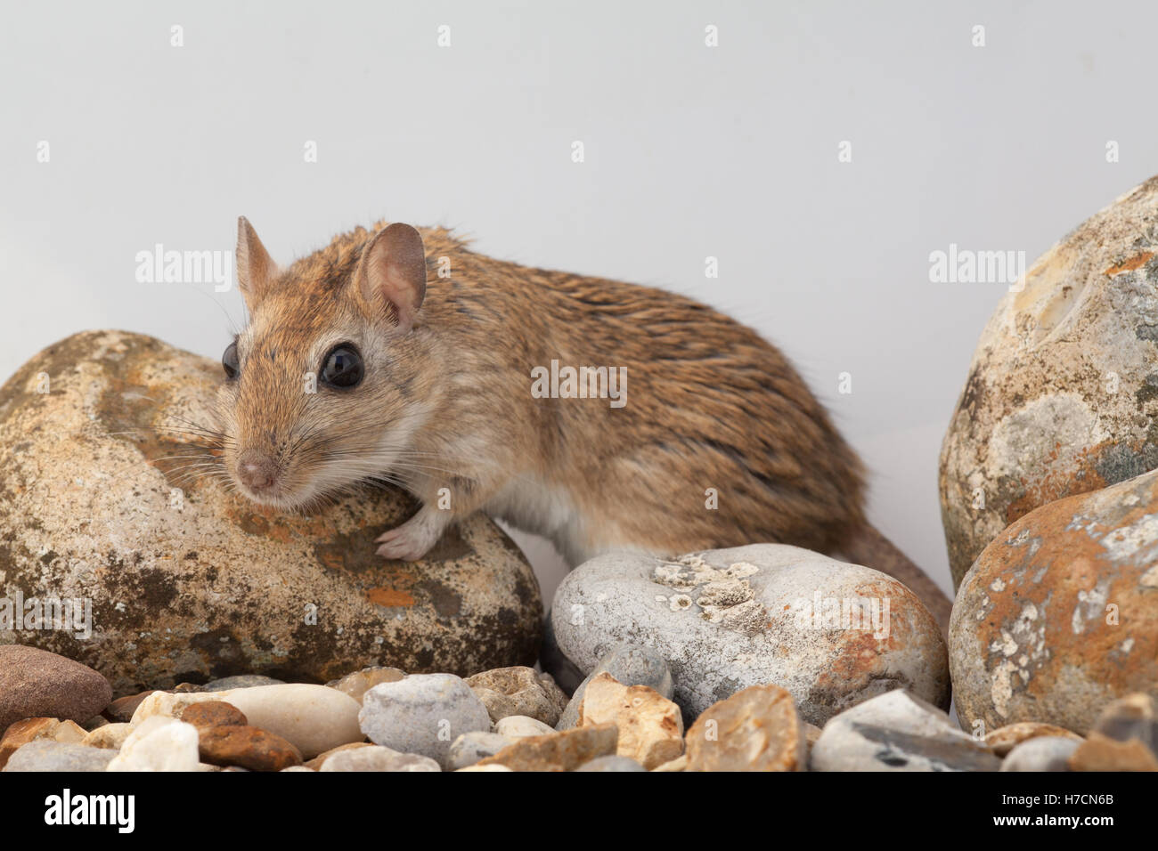 Jird Desert High Resolution Stock Photography and Images - Alamy