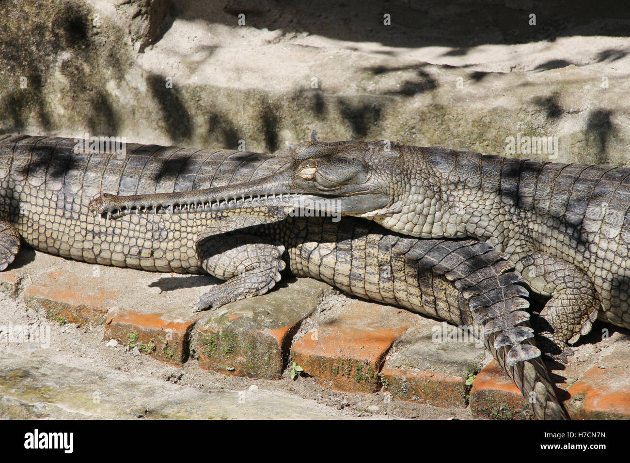 Gharial (Gavialis gangeticus Stock Photo - Alamy