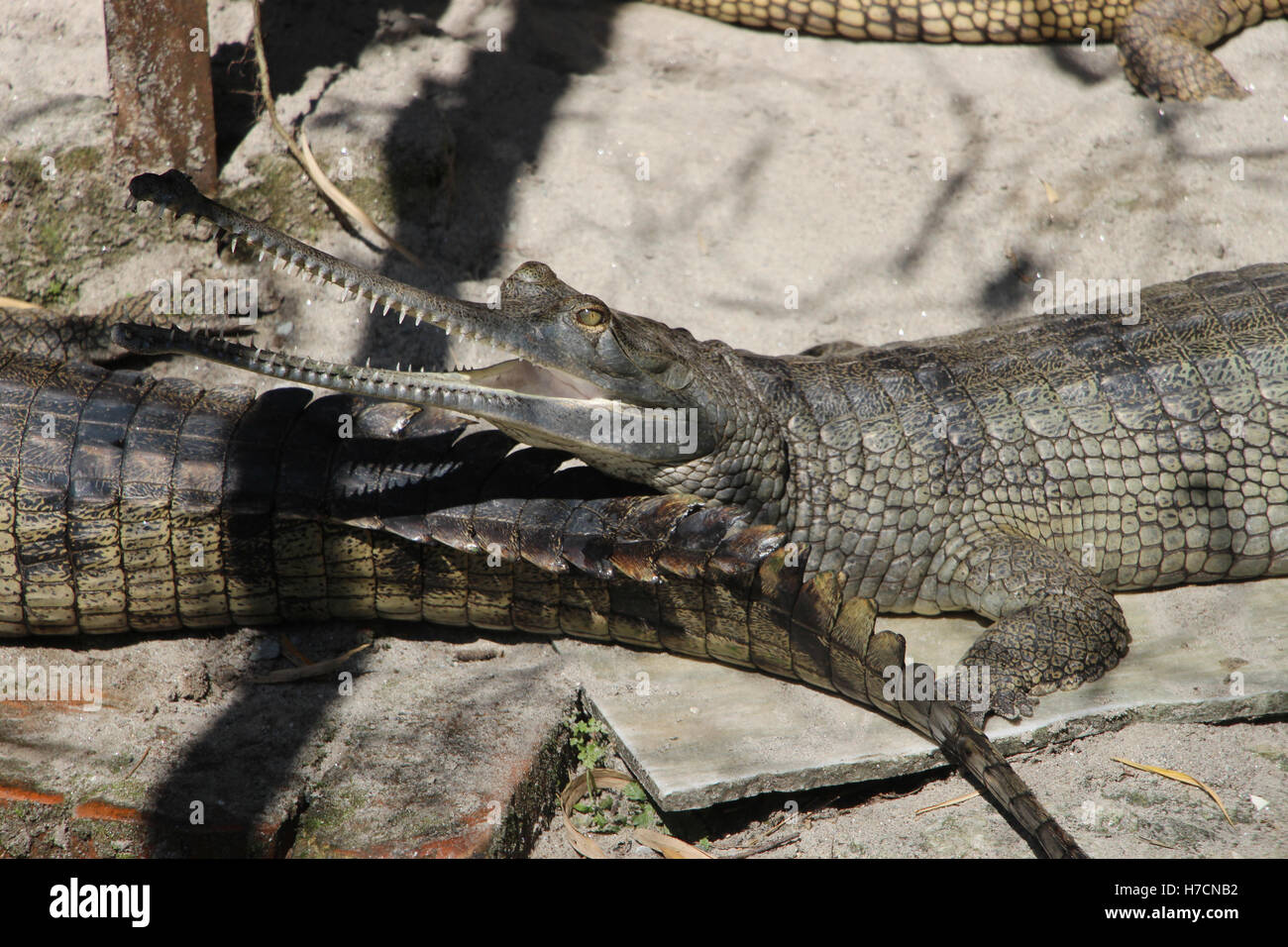 Gharial (Gavialis gangeticus Stock Photo - Alamy