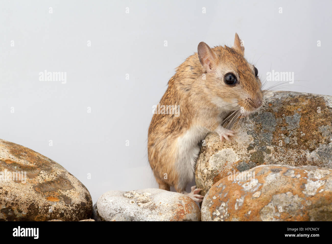 Shaw’s Jird (Meriones shawi Stock Photo - Alamy