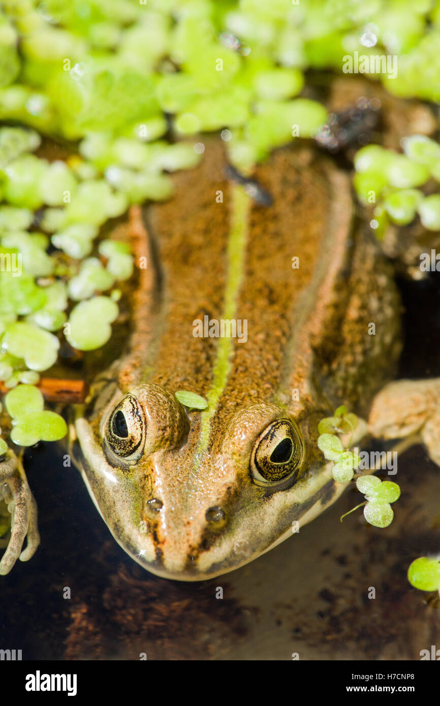 NORTHERN POOL FROG (PELOPHALAX LESSONAE). RE-INTRODUCED INTO East ...