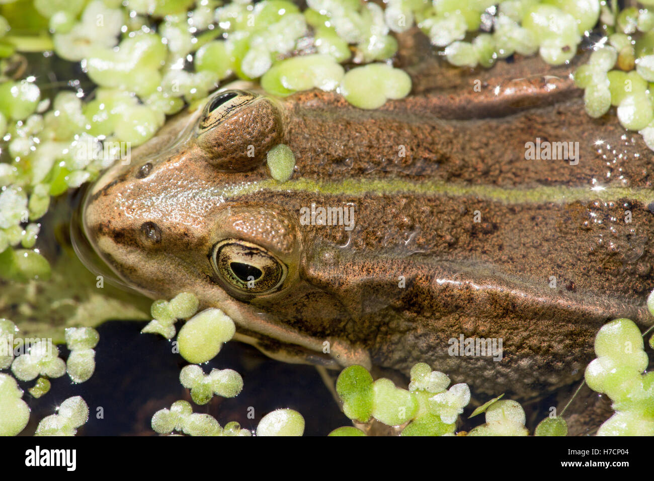 Northern pool frog pelophalax lessonae hi-res stock photography and ...