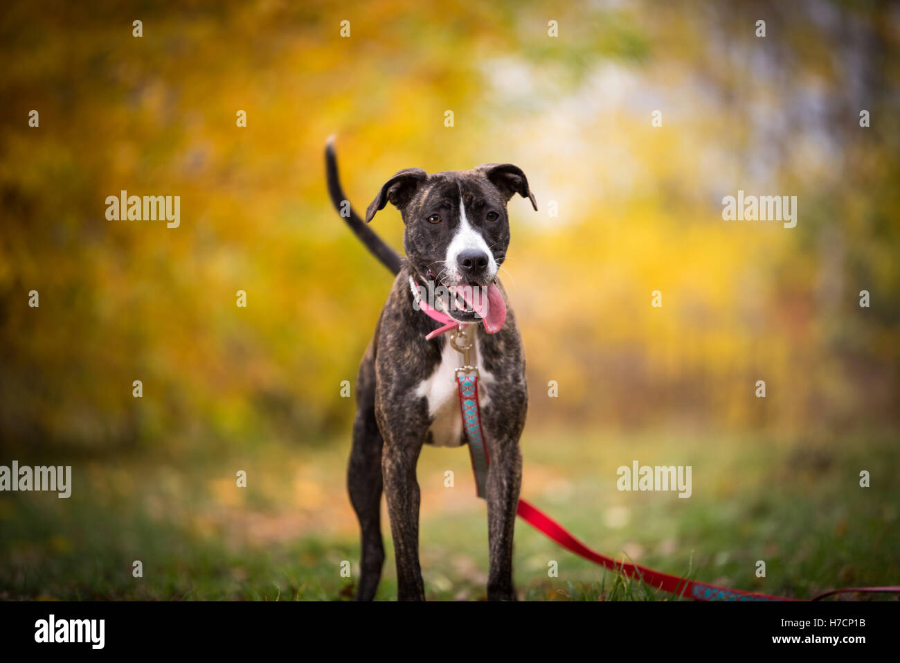 Amazing dog on blurry background Stock Photo - Alamy