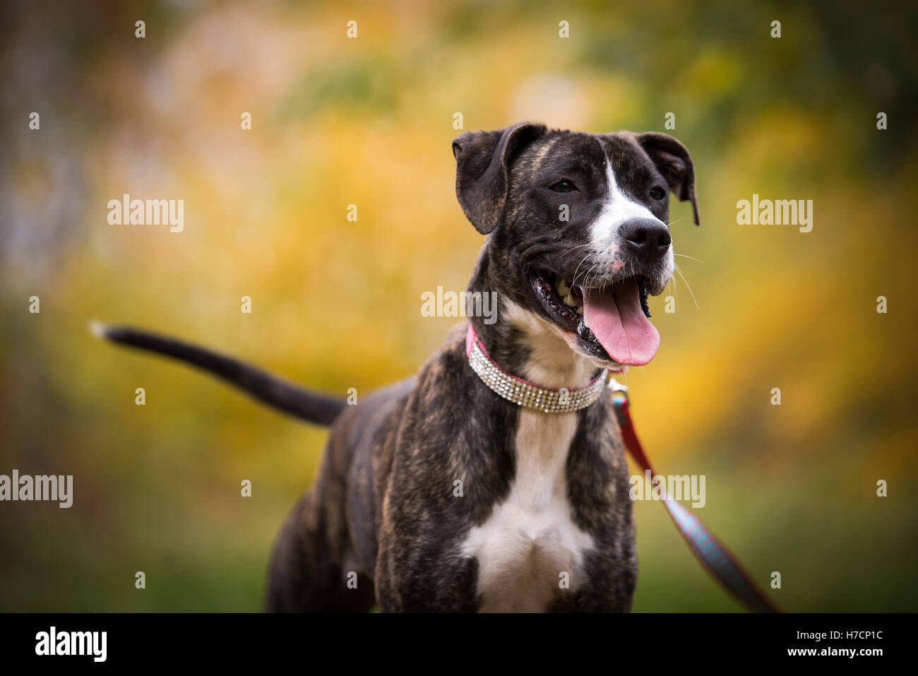 Amazing dog on blurry background Stock Photo - Alamy