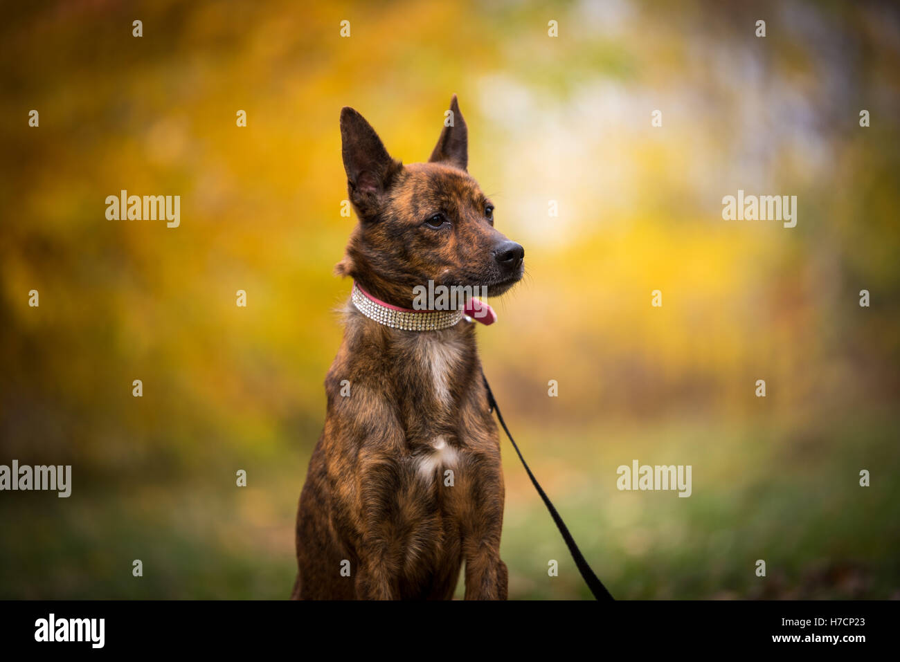 Little dog on blurry background Stock Photo - Alamy