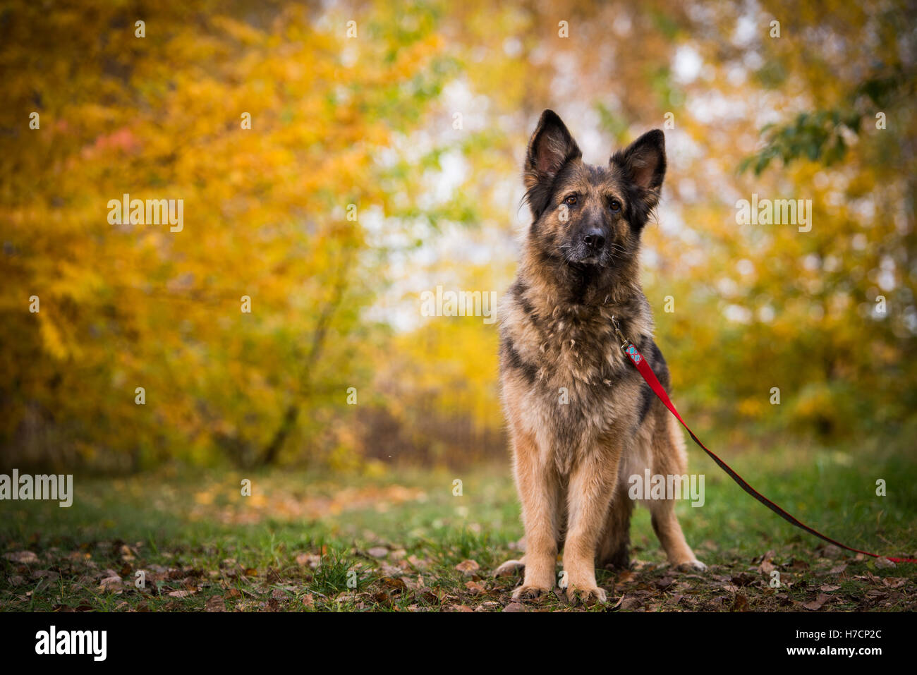 Big dog on blurry background Stock Photo - Alamy
