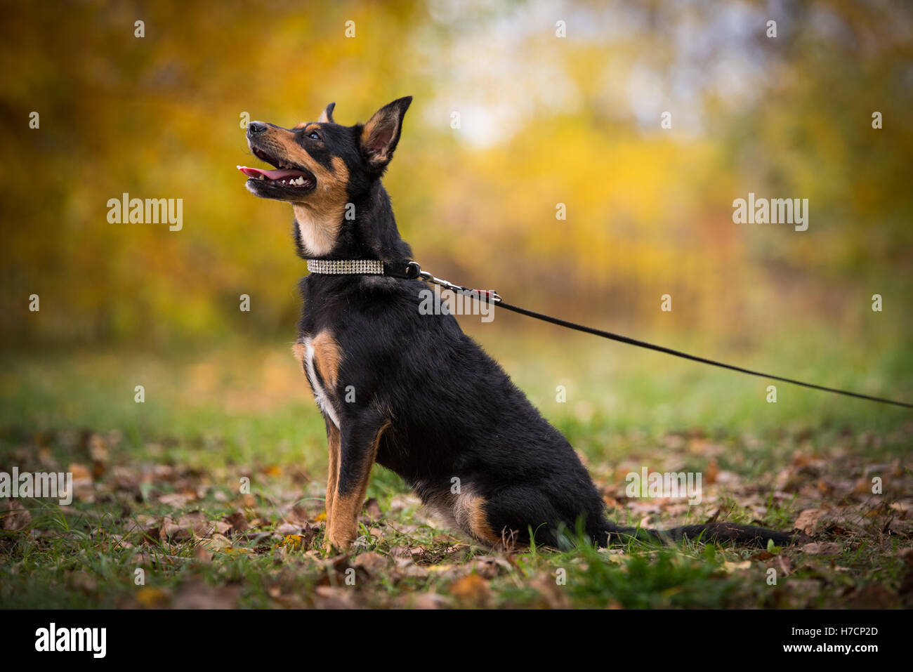 Happy little dog on blurry background Stock Photo - Alamy