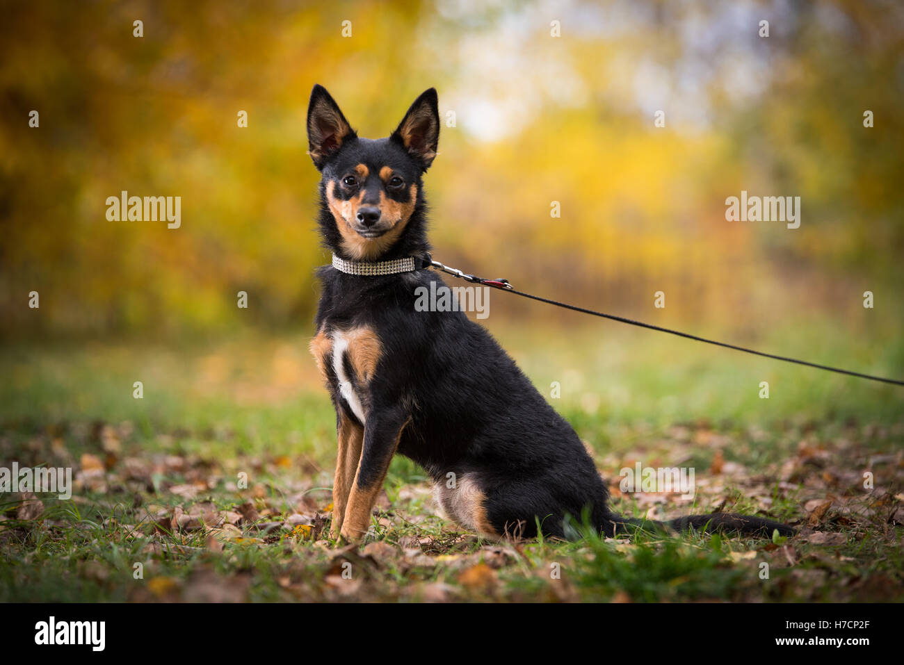 Happy little dog on blurry background Stock Photo - Alamy
