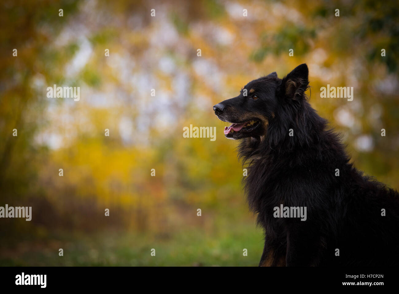 Happy dog on blurry background Stock Photo - Alamy