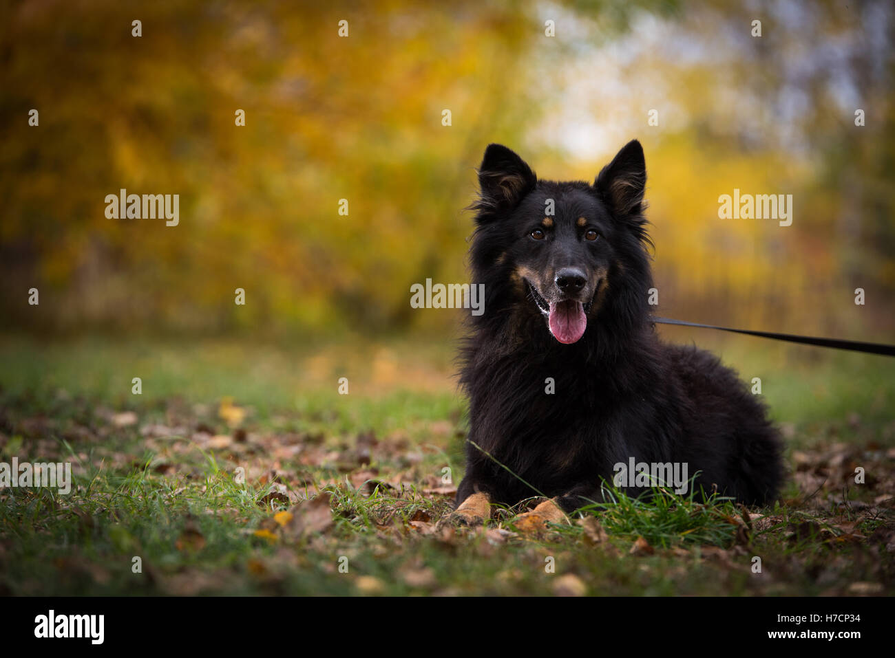 Happy dog on blurry background Stock Photo - Alamy