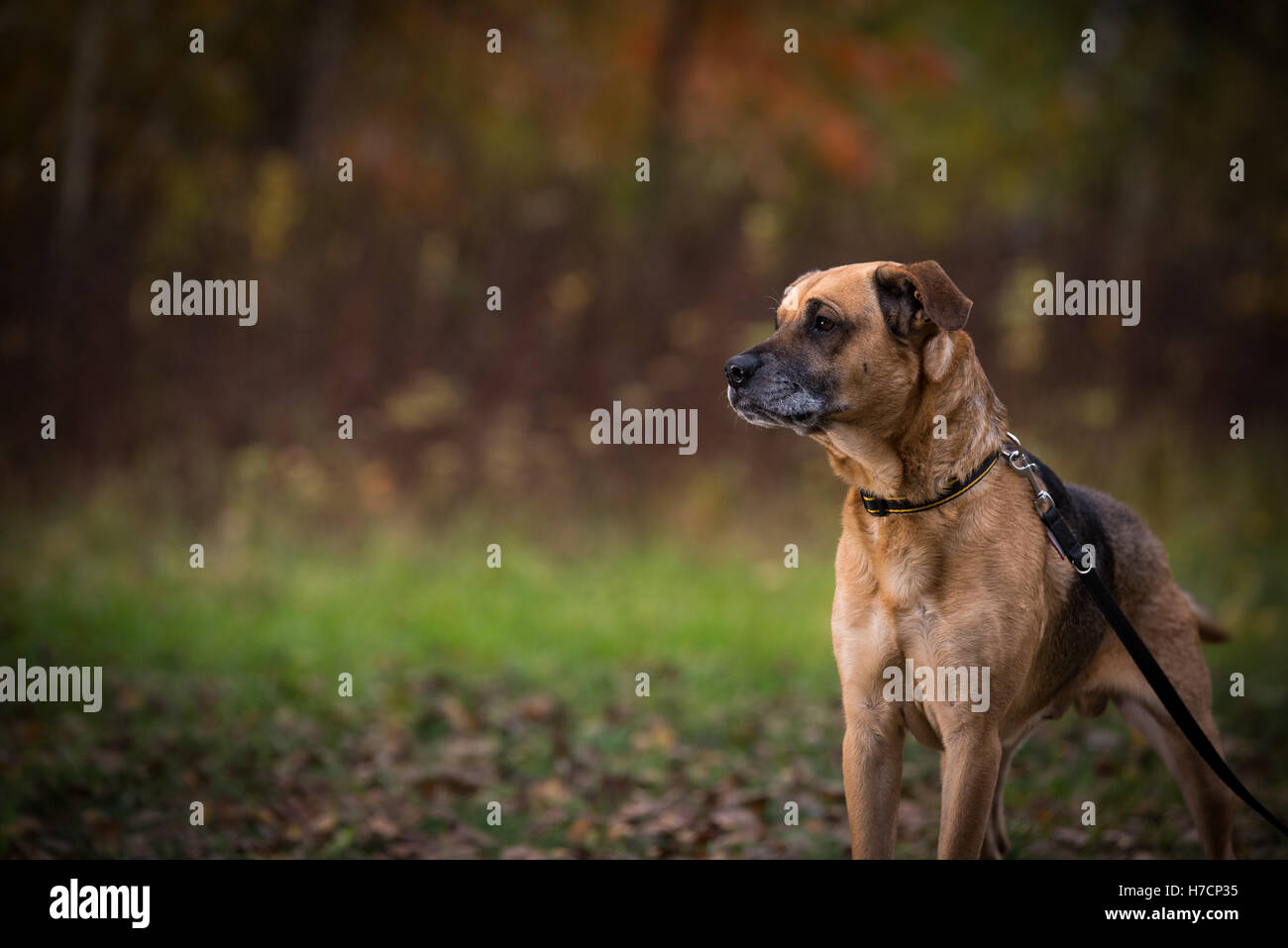 Beautiful dog on blurry background Stock Photo - Alamy
