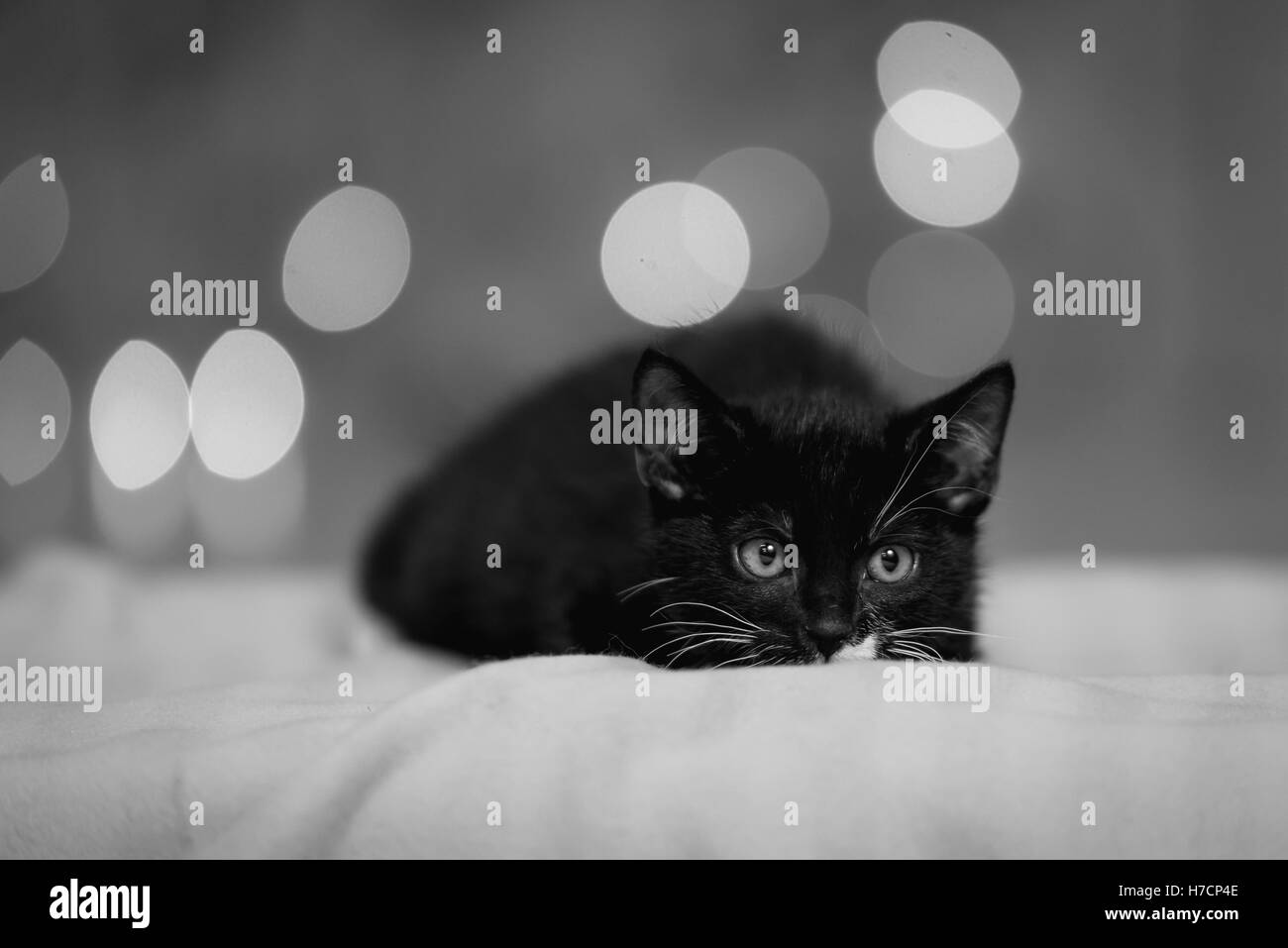 Cat in black color Black and White Stock Photos & Images - Alamy