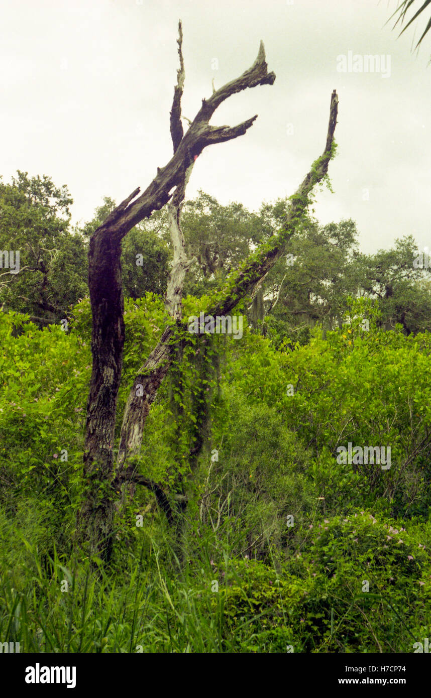 Old snag of a tree in the woods making homes for wildlife Stock Photo ...