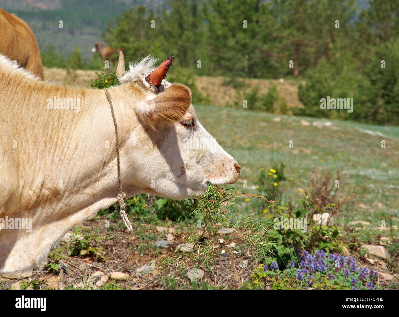 cow grazing the shore of Baikal lake Stock Photo - Alamy