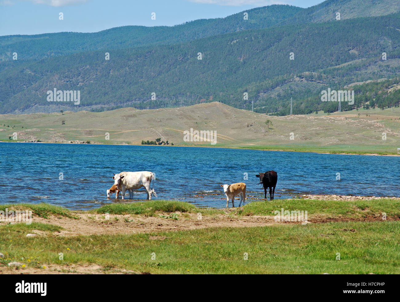 cow grazing the shore of Baikal lake Stock Photo - Alamy