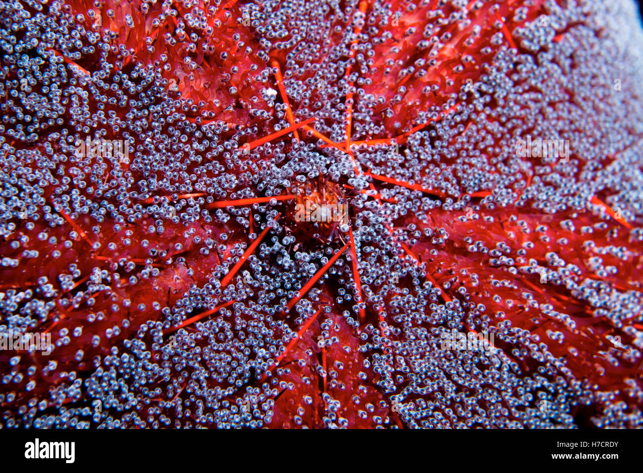 Thousand eyes hi-res stock photography and images - Alamy