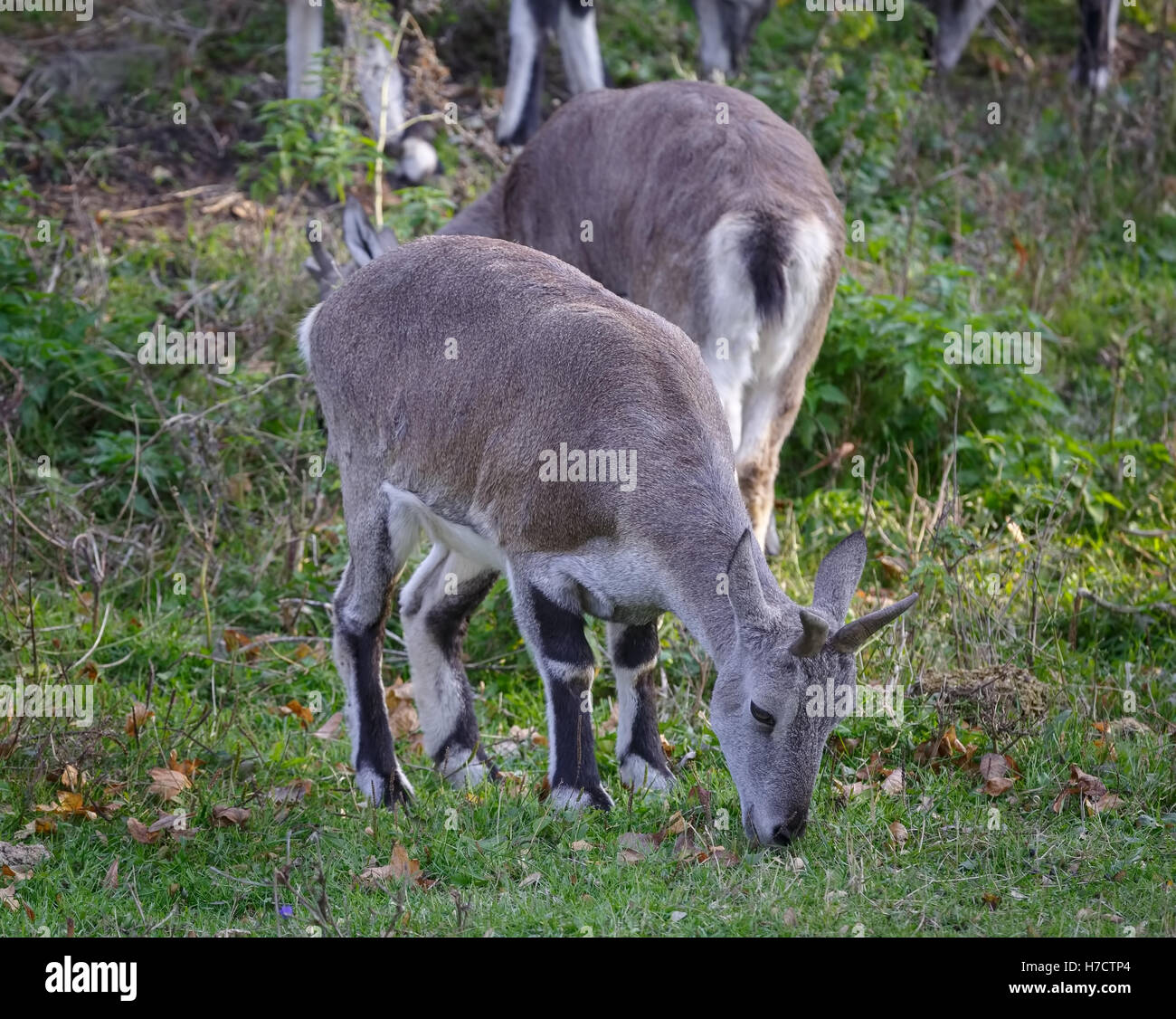 Several sheeps (Pseudois nayaur) eat grass Stock Photo - Alamy
