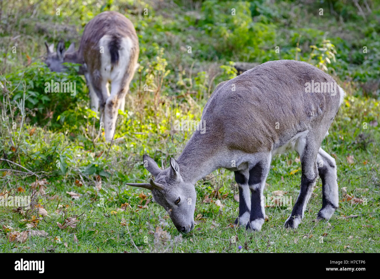 Several sheeps (Pseudois nayaur) eat grass Stock Photo - Alamy