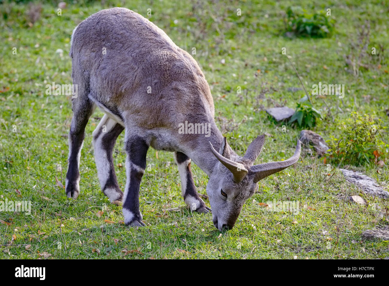 Sheep (Pseudois nayaur) is eating grass on the meadow Stock Photo - Alamy