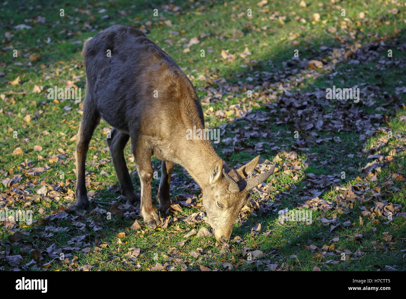 Sheep (Pseudois nayaur) is eating grass on the meadow Stock Photo - Alamy