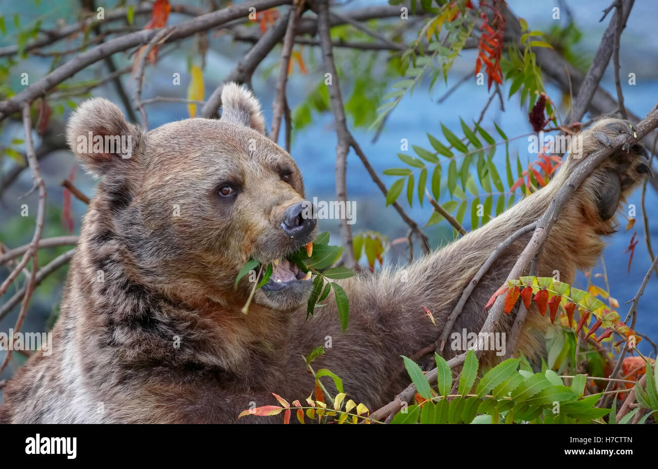 Brown bear (Ursus arctos) is eating leaves of a tree Stock Photo - Alamy