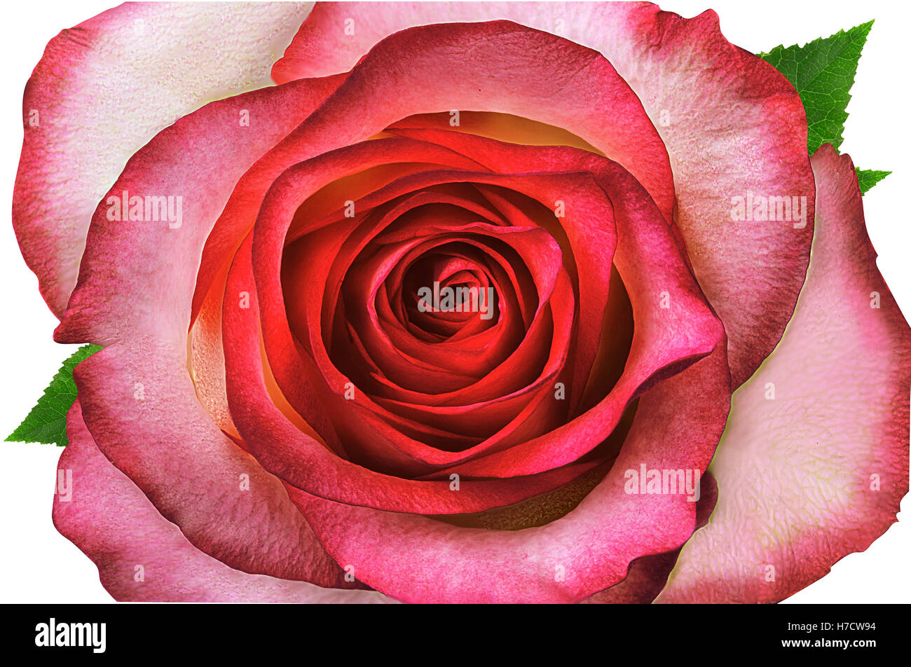 rose close up, floral background Stock Photo - Alamy