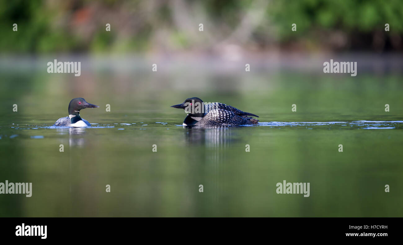 Common Loon breaching the water to stretch and dry its feathers after a ...