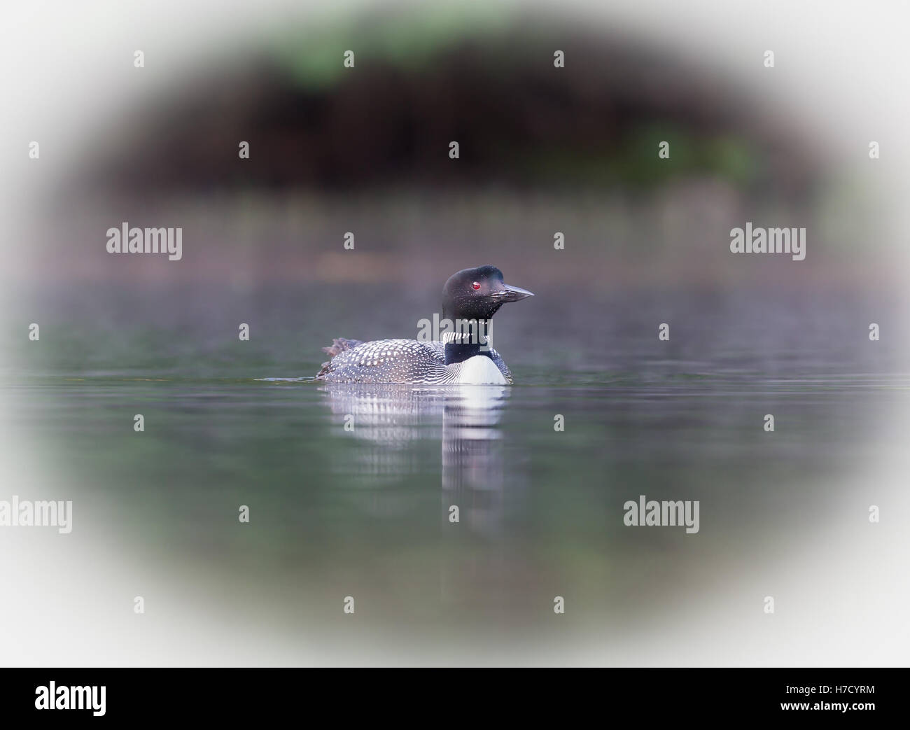 Common Loon breaching the water to stretch and dry its feathers after a ...