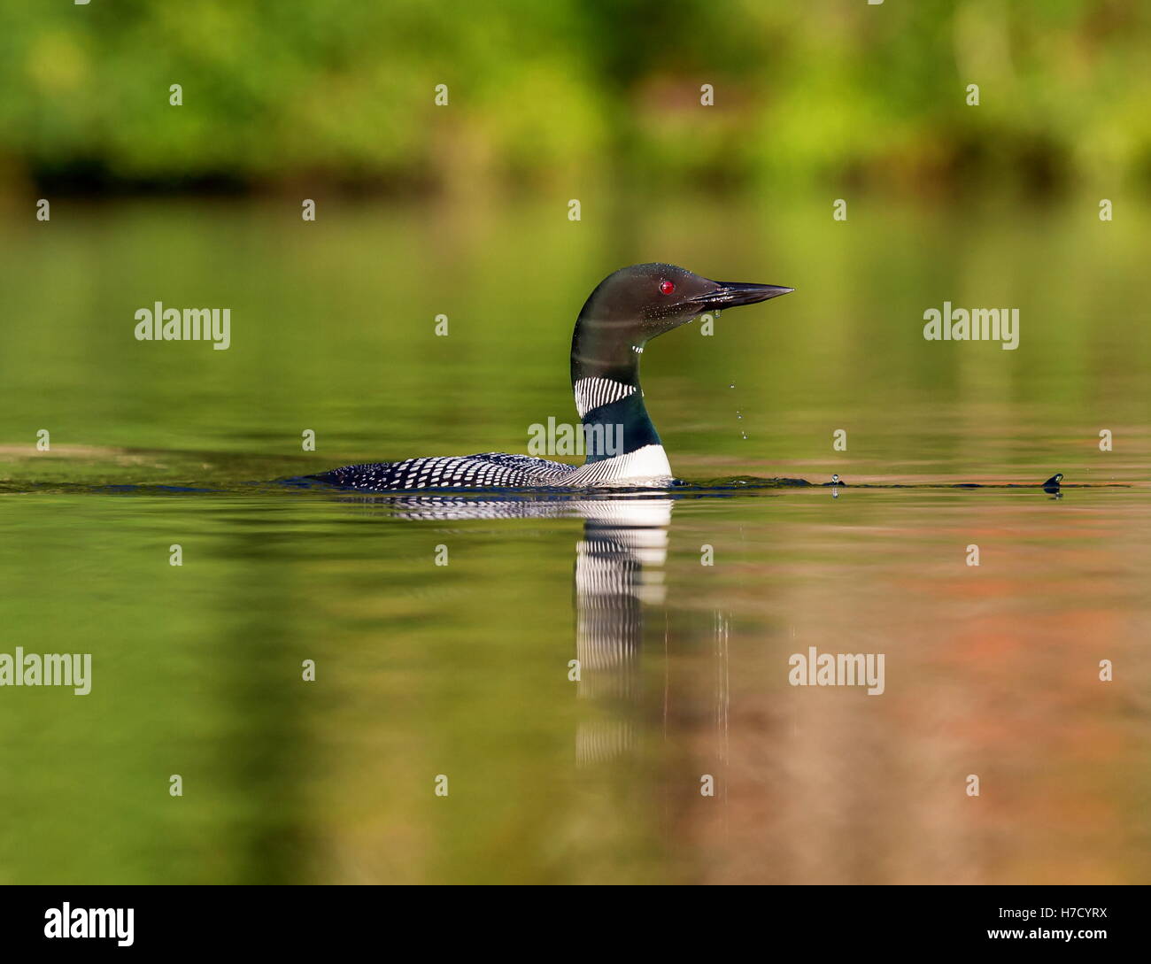 Common Loon breaching the water to stretch and dry its feathers after a ...
